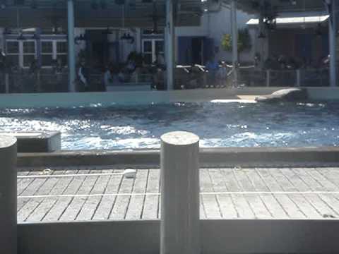 orca brincando muy alto