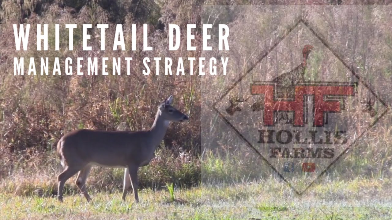 WHITETAIL DEER MANAGEMENT STRATEGY 🤔 Strictly My Opinion - YouTube
