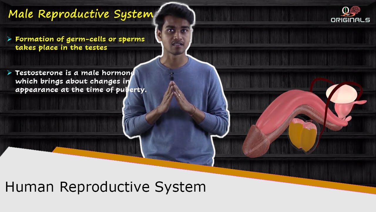 Human Reproductive System| Learning Videos For All Students | Online ...