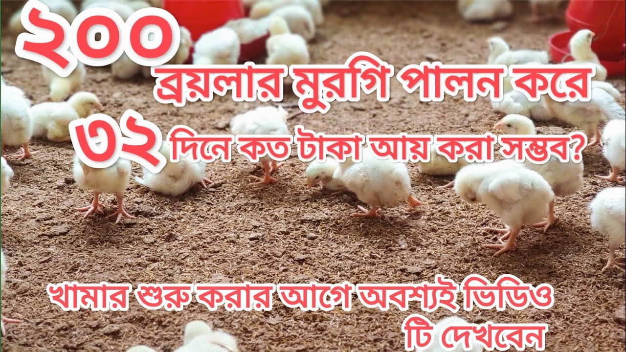 ২০০ ব্রয়লার মুরগি পালন করে ৩২ দিনে কত টাকা আয় করা সম্ভব? broiler farm ...