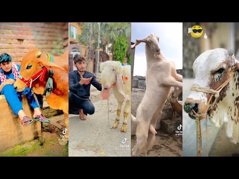 Eid Ul Adha Tik Tok Funny Videos 2022 | Cow Tiktok Videos 2022 | Tiktok 2022