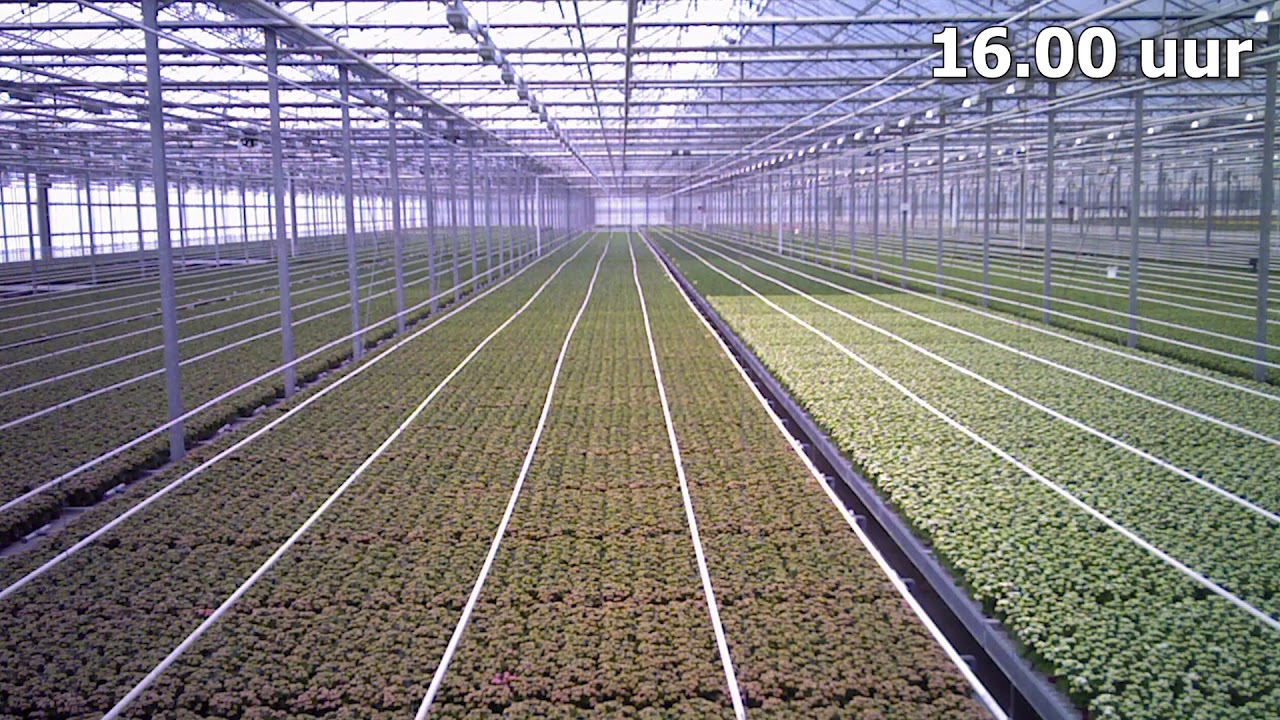 Korte Dag Kalanchoe Rosalina - YouTube