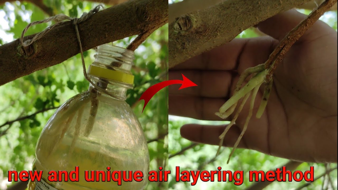 special and unique technique air layering method 100% success and using ...