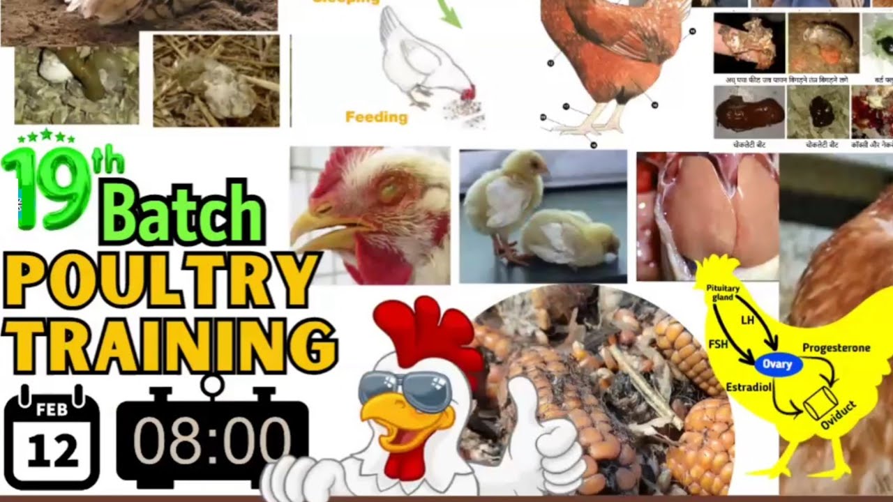 ऑनलाइन पोल्ट्री फार्म ट्रेनिंग!!online poultry training!!online poultry ...