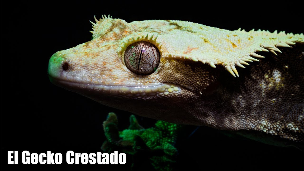 Gecko Crestado...¿El mejor gecko del mundo? - YouTube