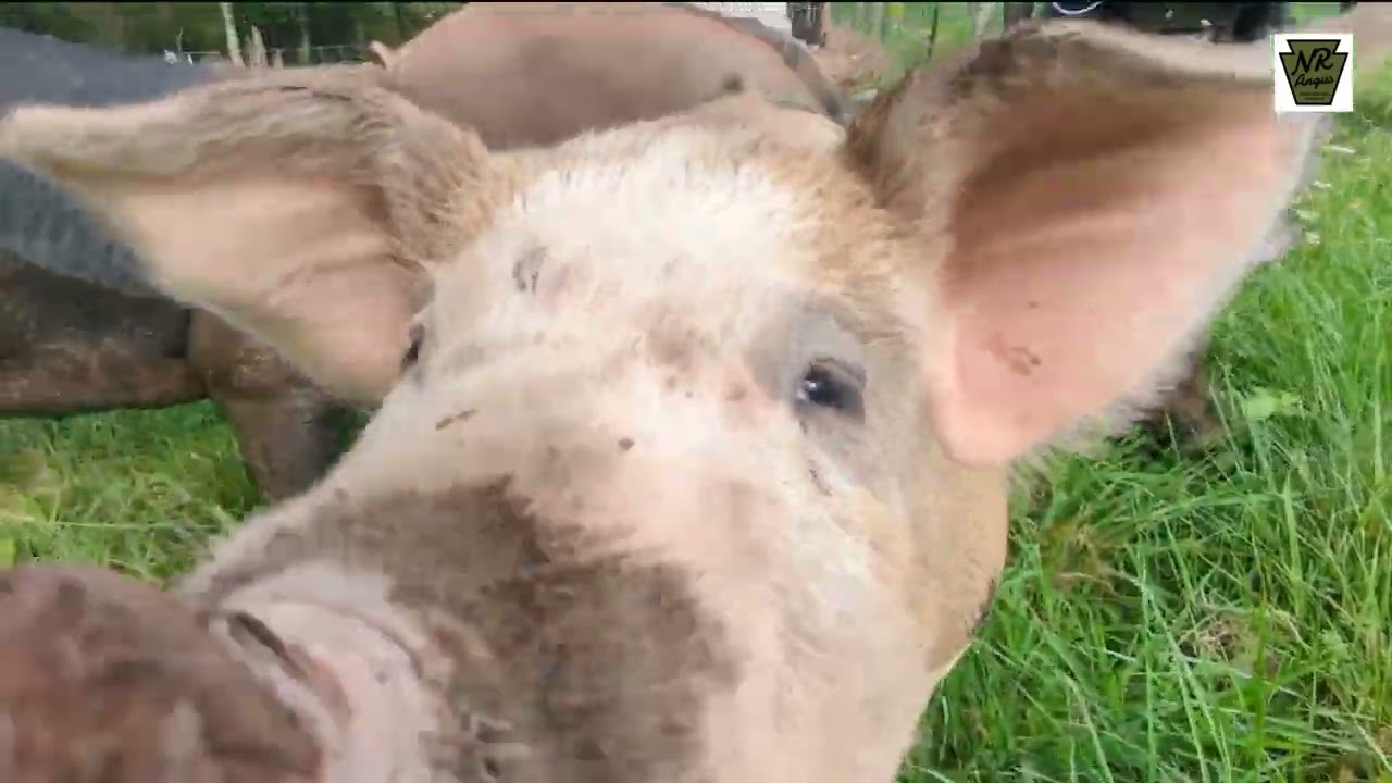 Another Pasture rotation for our Forest Raised Pigs! - YouTube