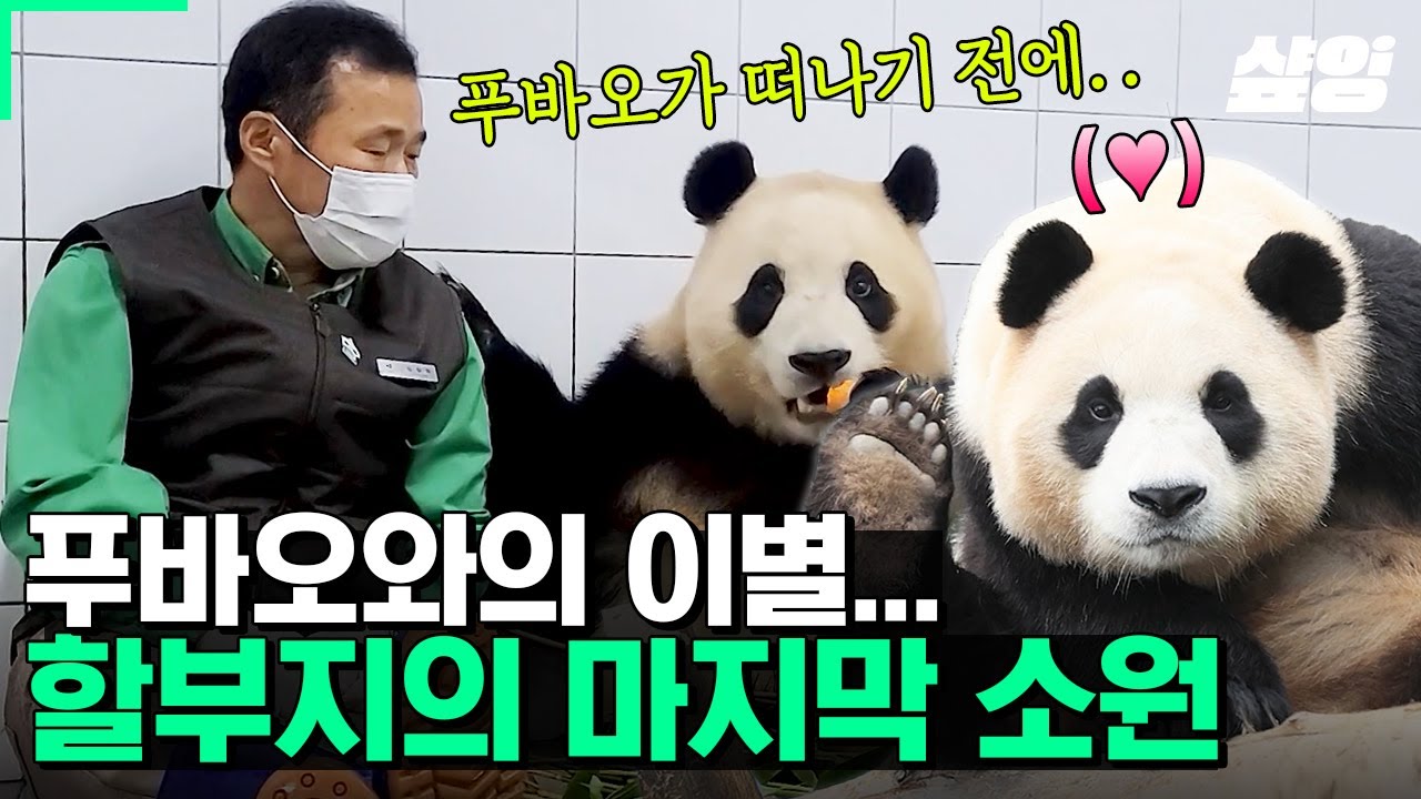 어쩌다어른 얼마 남지 않은 푸바오와의 이별 푸공주가 중국으로 떠나기 전 강철원 사육사의 마지막 소원 해마다 심던 유채꽃을 꼭 보여주고 보내고 싶어요