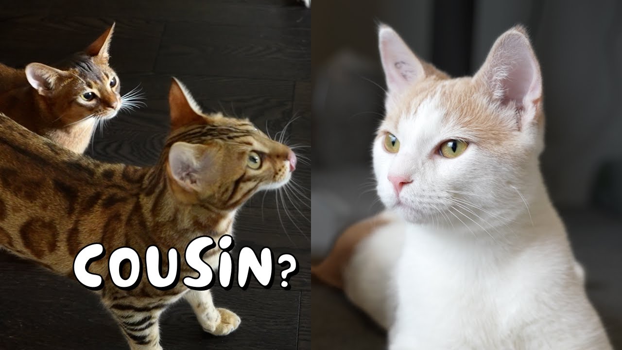 Introducing our cats to their cousin for the first time | Ep 25 - YouTube