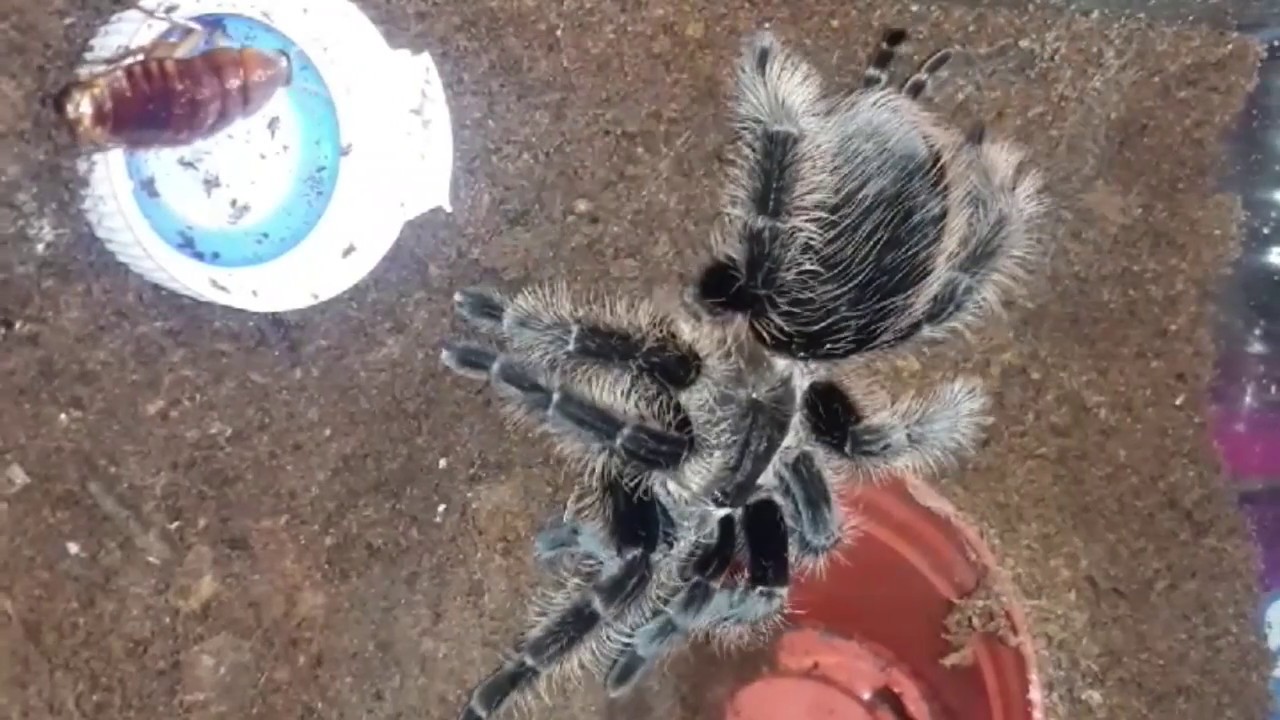 It's time to feed my Tarantula Albo - YouTube