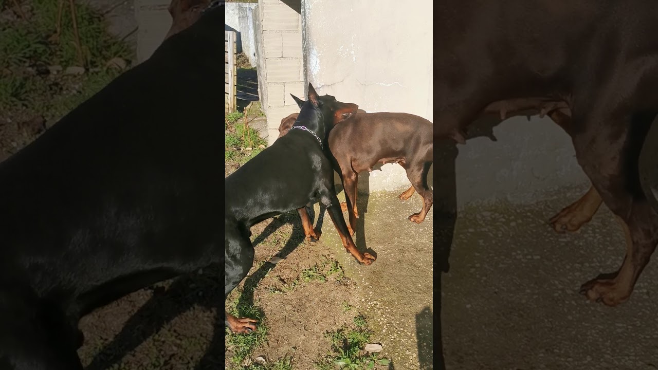 9 years male Doberman wants to play - YouTube