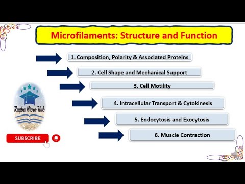 Microfilaments: Structure and Function #lecture #trending # ...