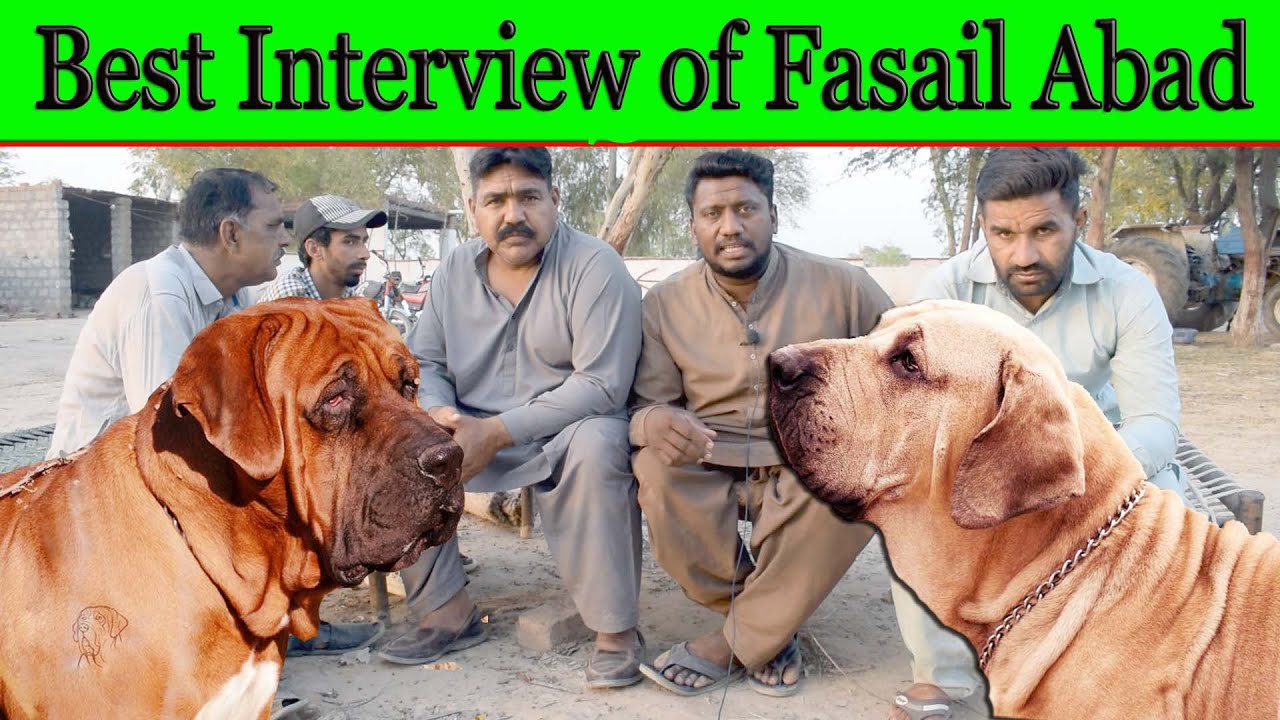 Pakistani Bully Kutta Port 1 And Interview Ch Tariq Gell By Bully Dog ...