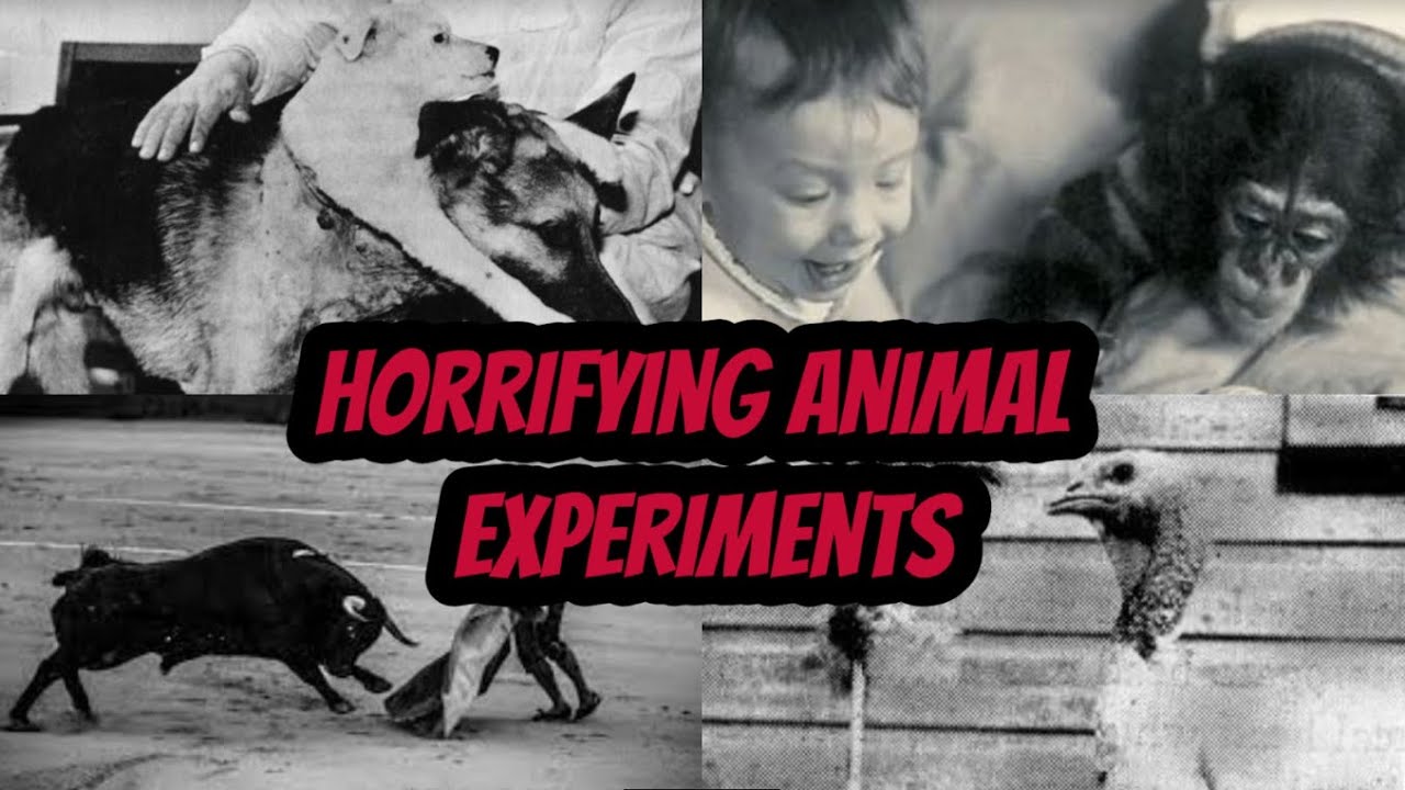 13 Horrifying Animal Experiments - YouTube