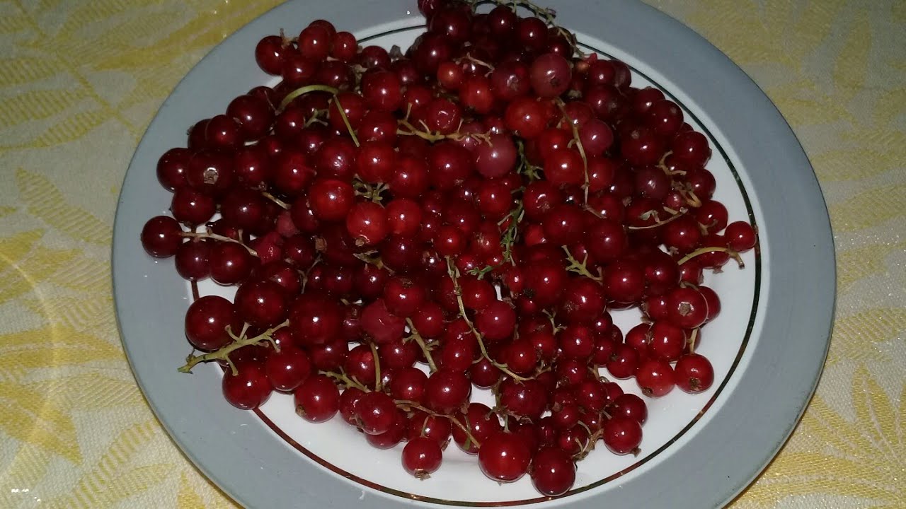 🔴 QIRMIZI QARAGAT KOMPOTUNUN HAZIRLANMASI - YouTube