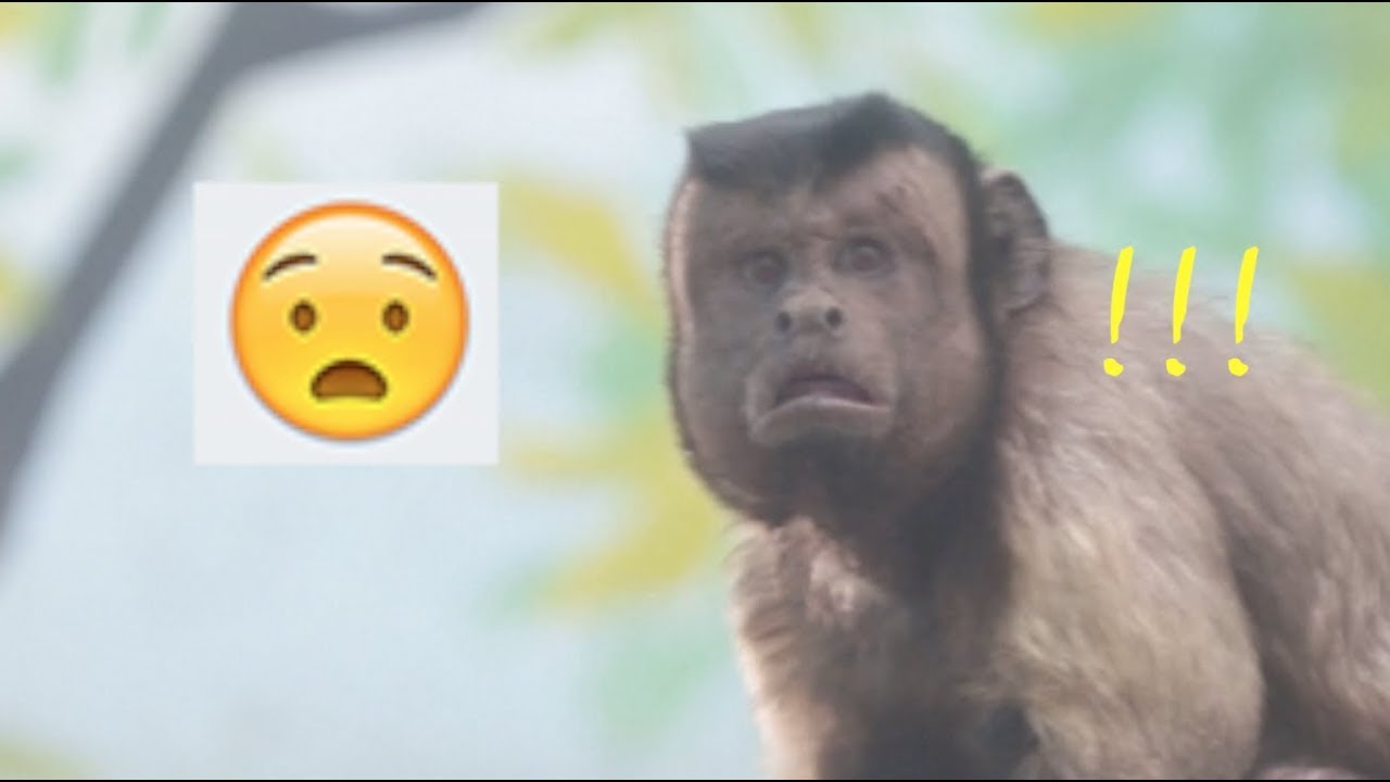 Monkey with Uncanny Human Face Stunned Internet - YouTube