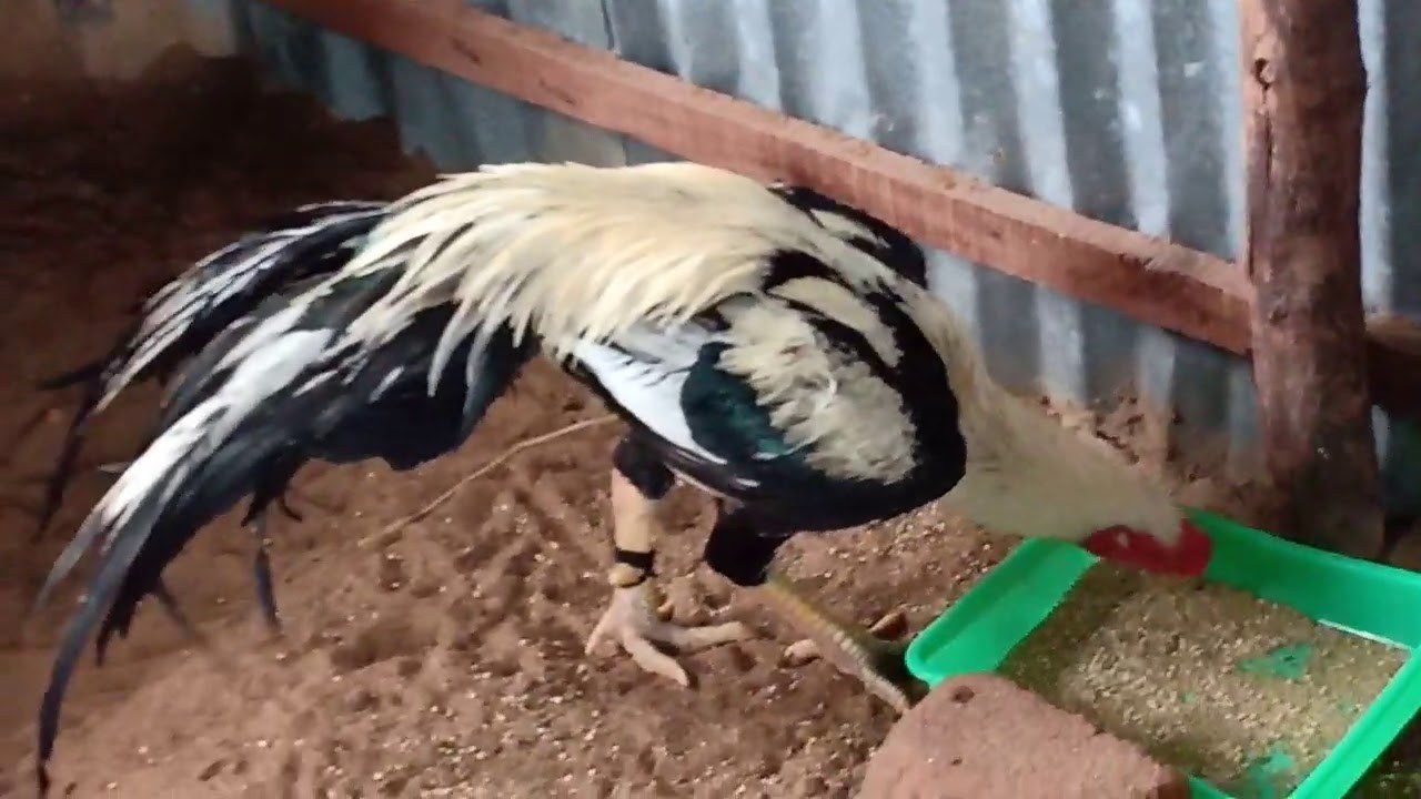 Kili mooku visirivaal seval - YouTube