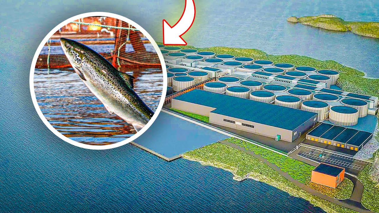 SHOCKING Indoor Salmon/Caviar Farm Harvests BILLIONS Per Year - YouTube