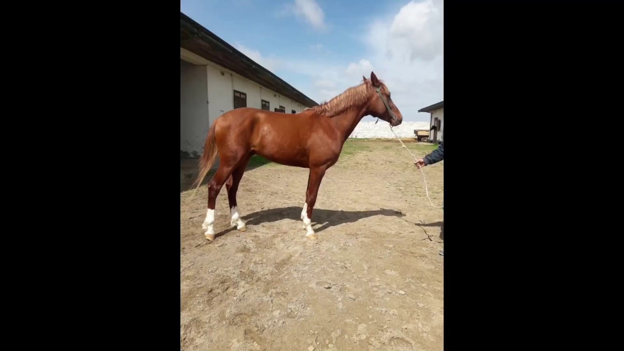 Qarabag Ati Satilir. Atasi “Ulduz” anasi “Damla”. Tecili +994 55 272 73 ...