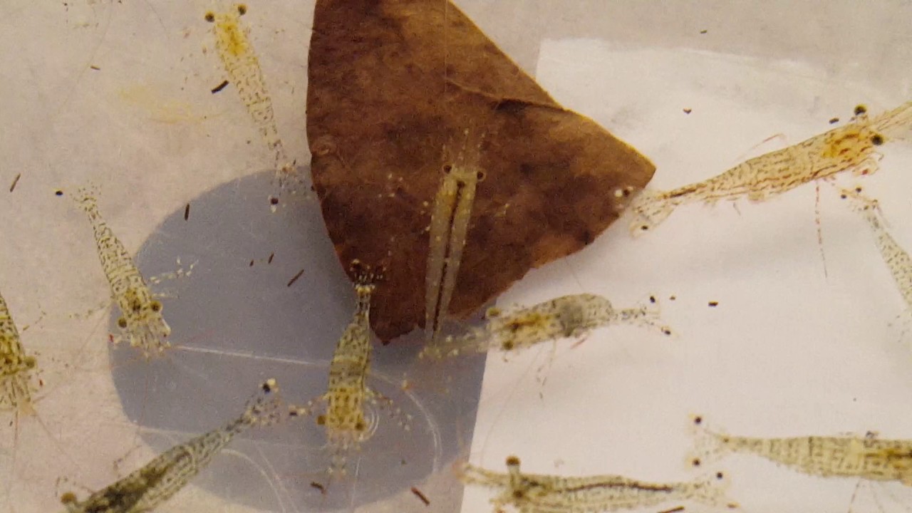 Fan Shrimp @Aquatic Avenue - YouTube