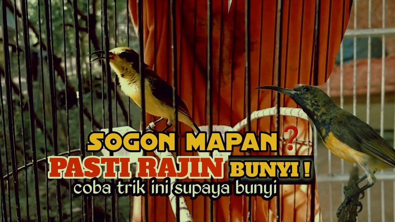 SOGON TIDAK BUNYI ️COBA MAPAKAN DULU PAKE TRIK INI - YouTube