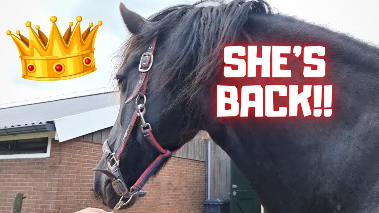 Yes! Queen👑Uniek is back! | Chip the foals | Dieuwke obsessed ...