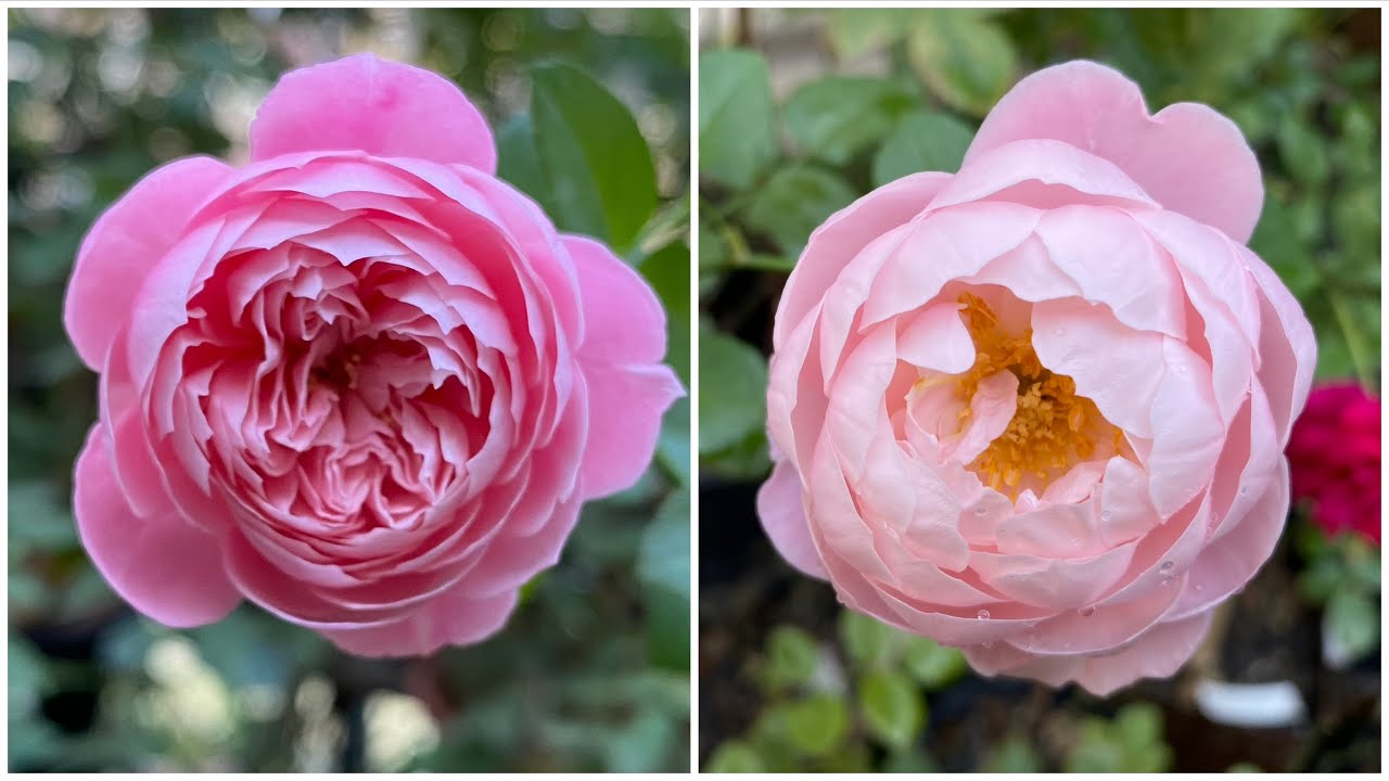 Many Facets of Rosa 'Wisley 2008' || David Austin - YouTube