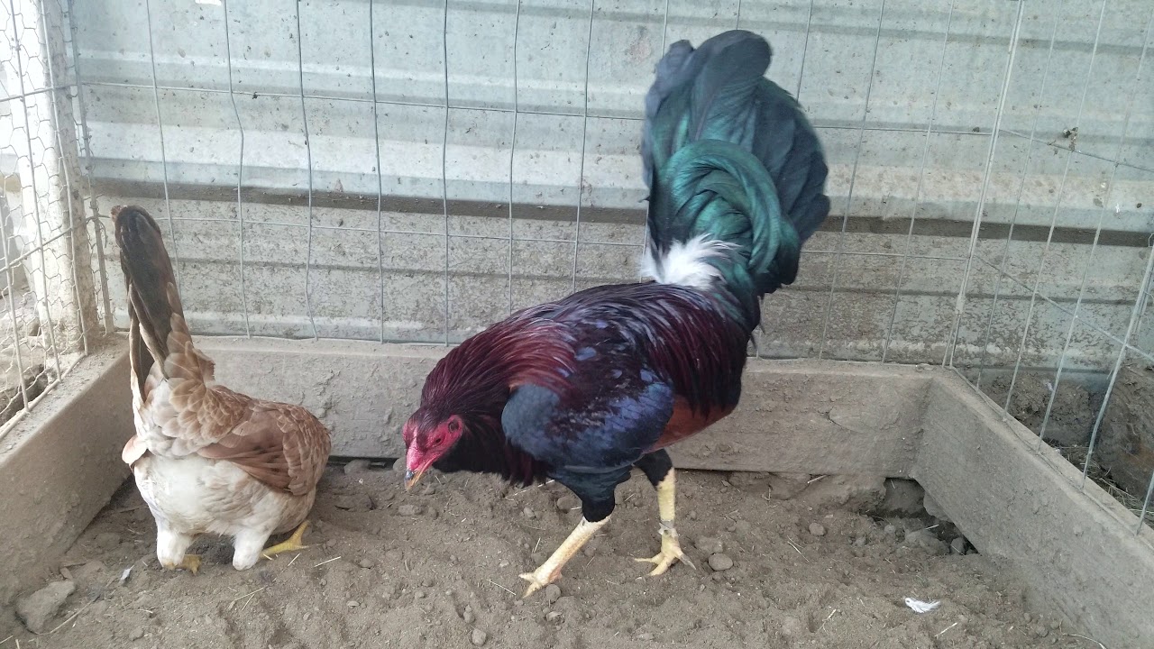 Kelso coon , con gallina Albany 2020 - YouTube