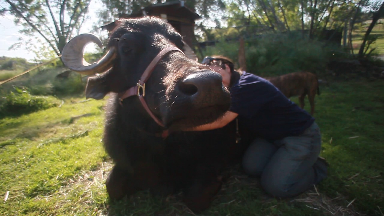 Water Buffalo Hugs, MVI 2483 - YouTube