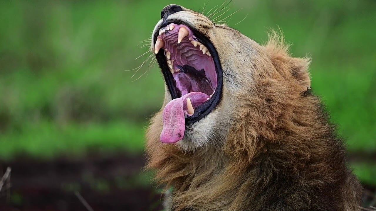 Lion yawn slow motion Sabi Sands on South Africa Phototur by Lisle ...