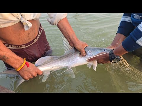 Real villages Ganga Nadi Net Fishing with River Big Singhada Fish Best ...