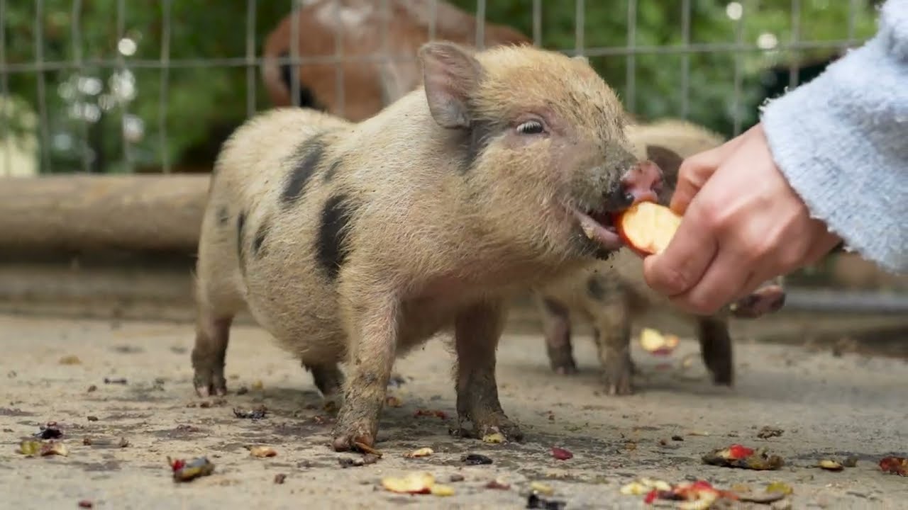 Beautiful baby pigs eating and playing - YouTube