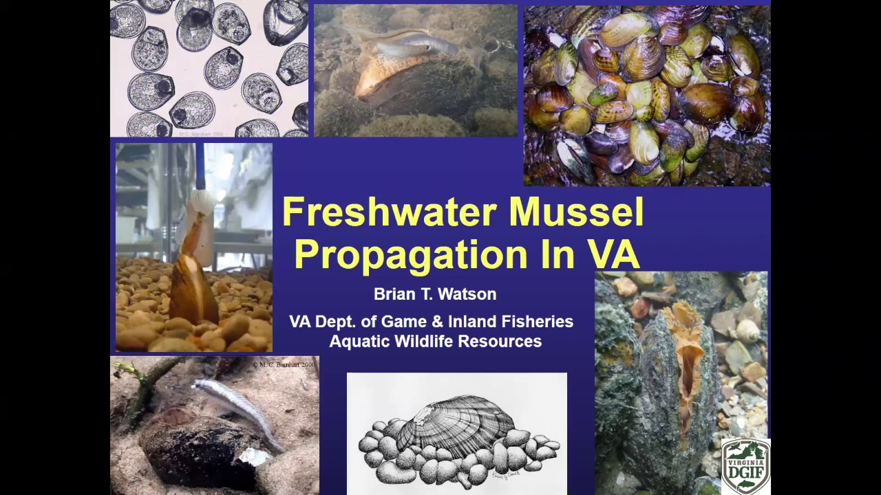 Mussel Restoration for Chesapeake Bay Workshop July 24, 2018 - YouTube