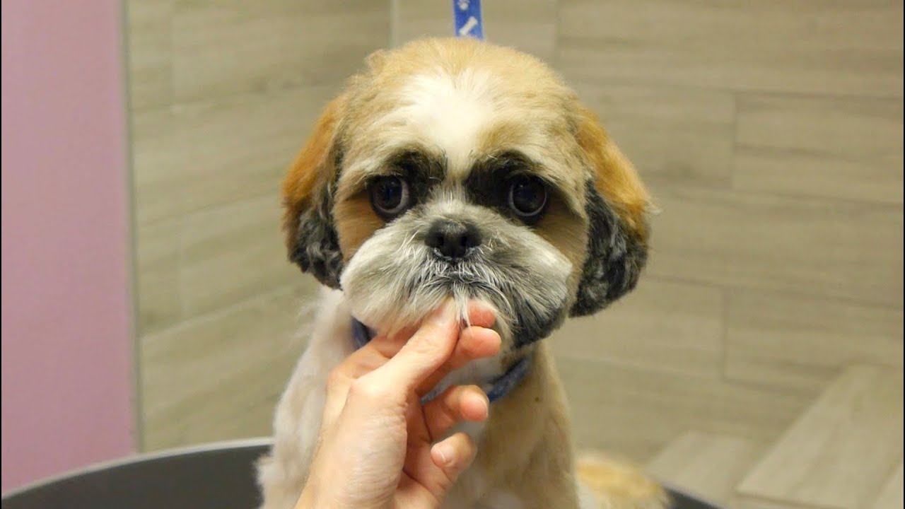 Shih Tzu Head Grooming - Full Tutorial - YouTube