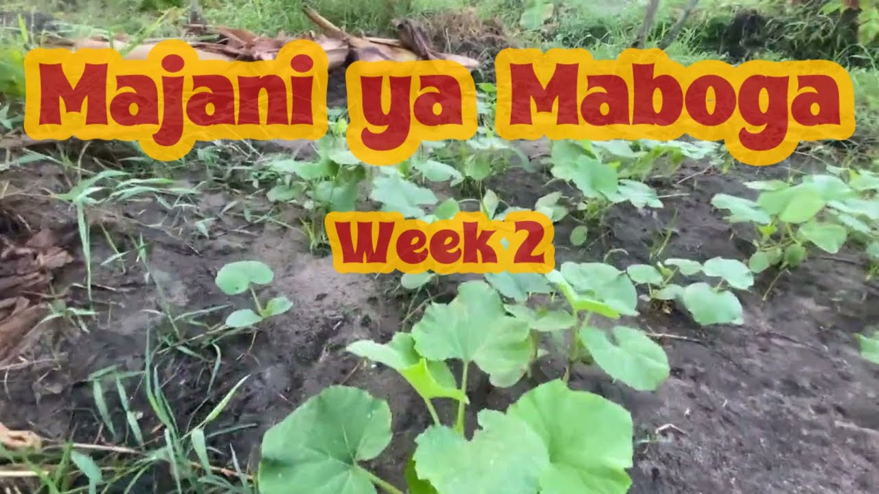 Majani ya maboga week 2 / Pumpkin leaves week 2 - YouTube