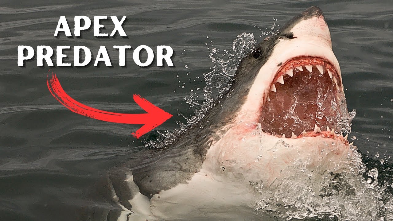 Great White Sharks 🦈 Apex Predator of the Ocean - YouTube