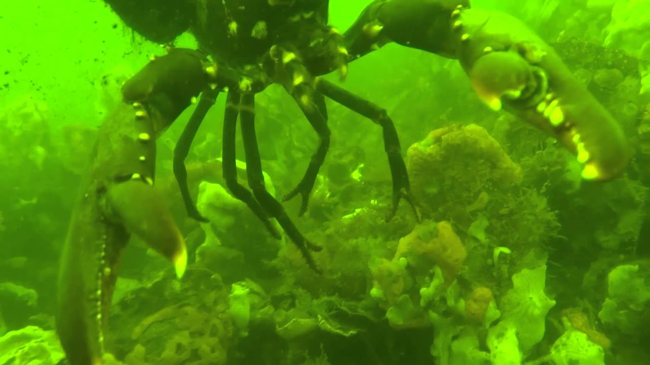 course et capture d'un homard - YouTube