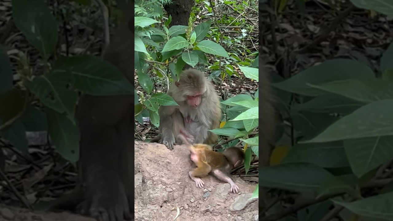Baby monkey,Guess ? #nature #india #shorts #monkeybaby #monkey # ...