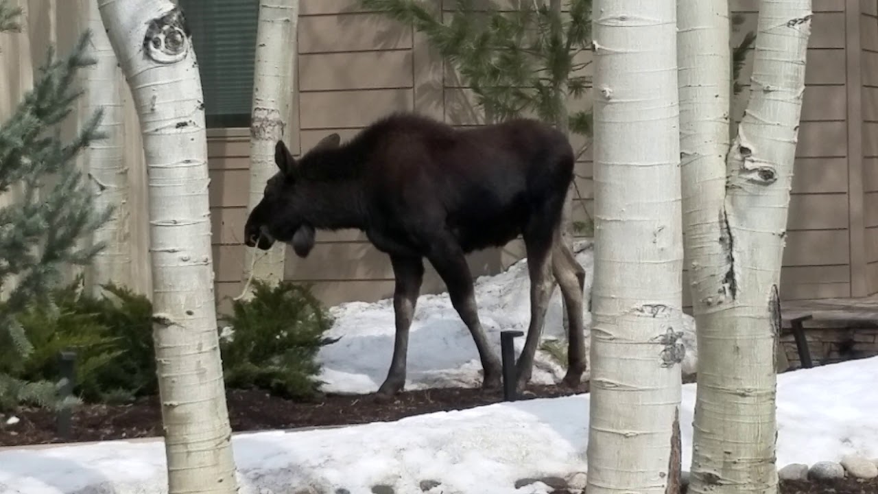 Moose 2 in Potato Patch - YouTube