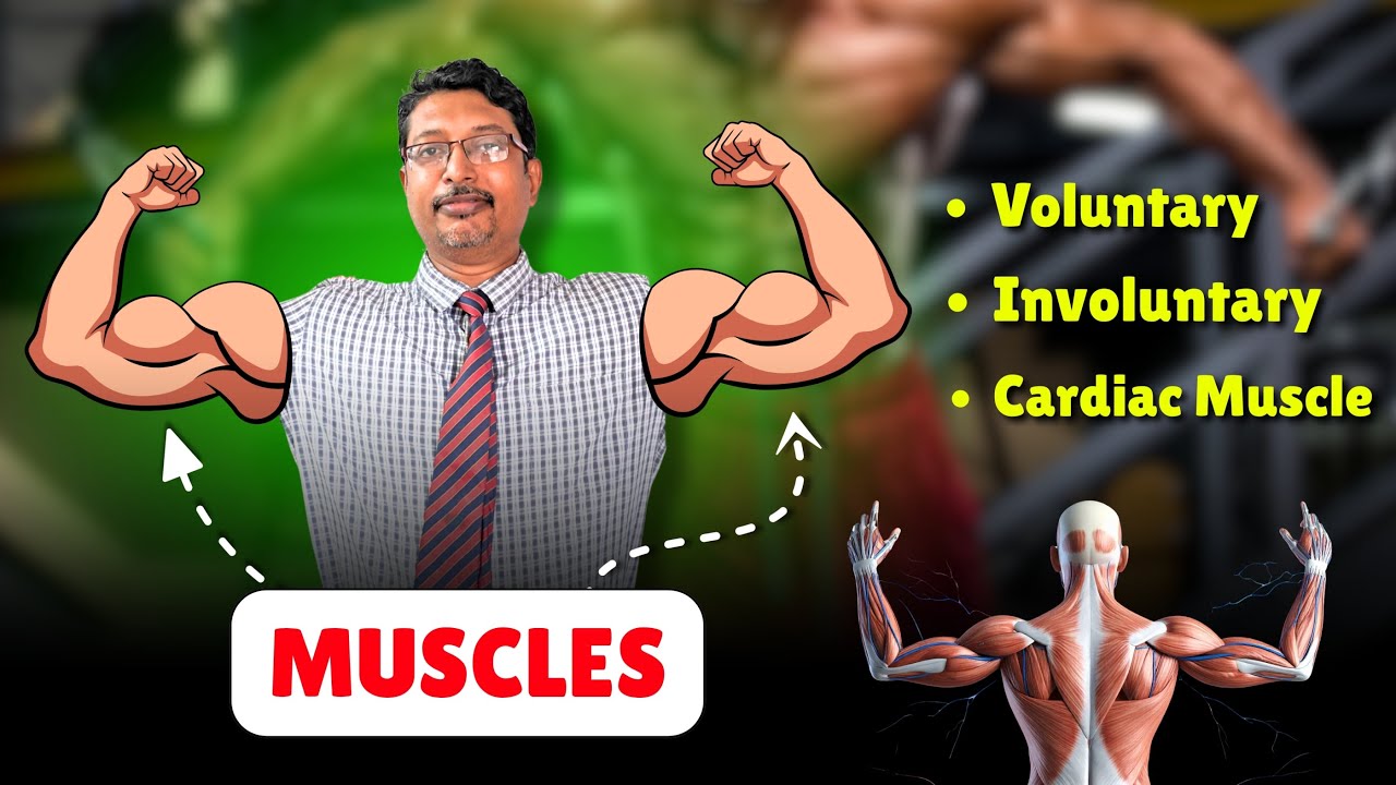 Muscles Explained: Voluntary, Involuntary & Cardiac | Human Body ...