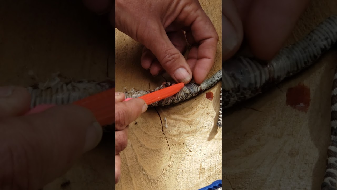Rattlesnake dissection - YouTube