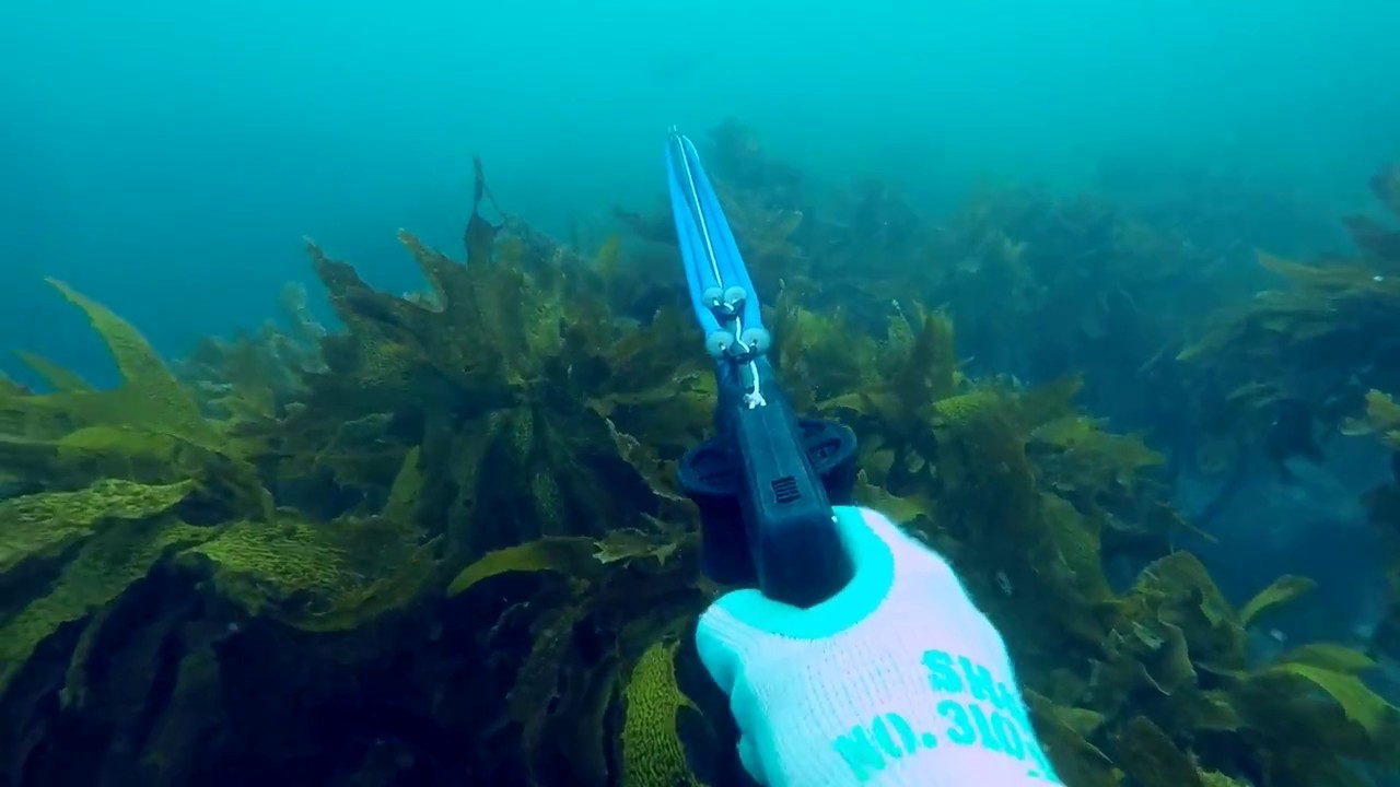 Spearfishing NZ Autumn 2018 - YouTube
