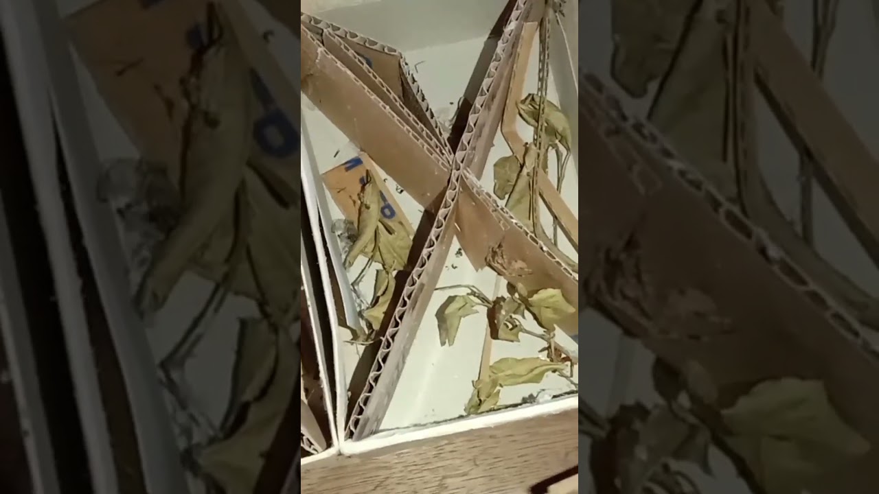 gagamba spider derby | spider fight | pasilip sa gagamba ko - YouTube