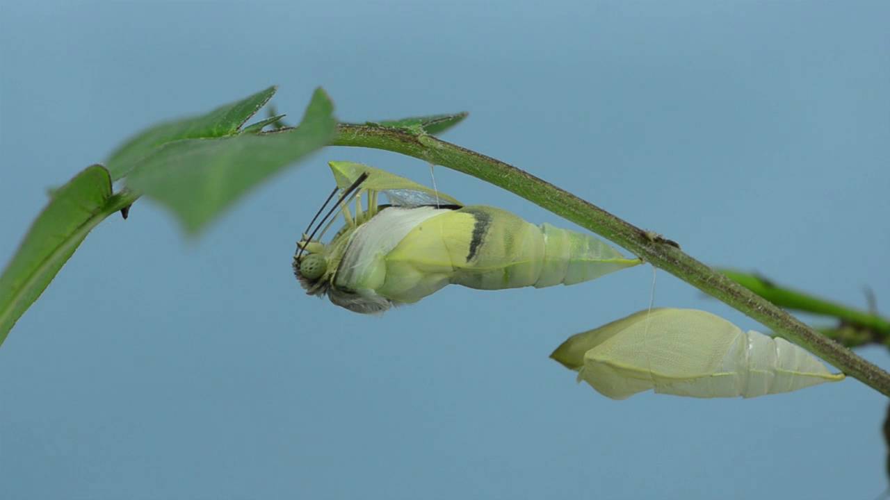 Life Cycles Sulphur Butterfly_Pupa_Chrysalis - YouTube