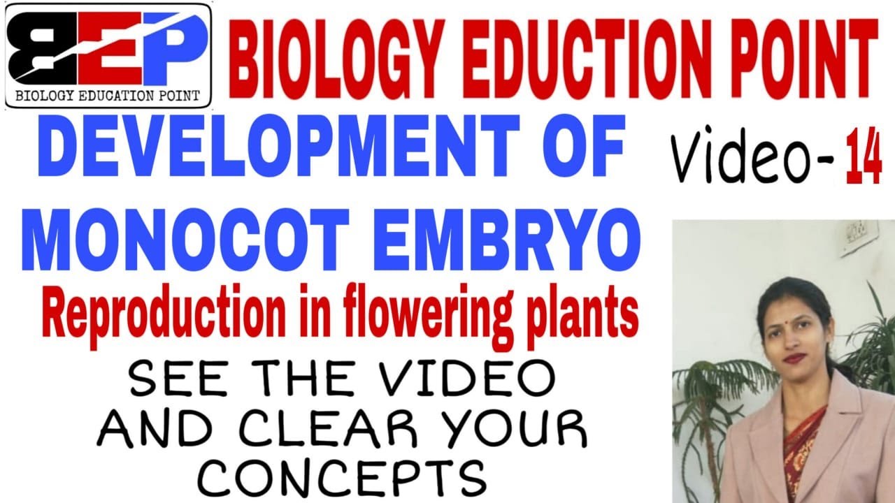 DEVELOPMENT OF MONOCOT EMBRYO #REPRODUCTION IN FLOWERING PLANTS #BEP # ...