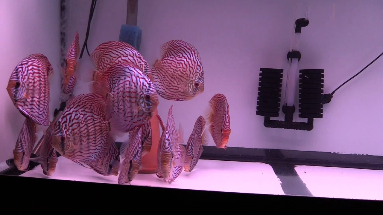 Straight Line Red Turquoise - YouTube