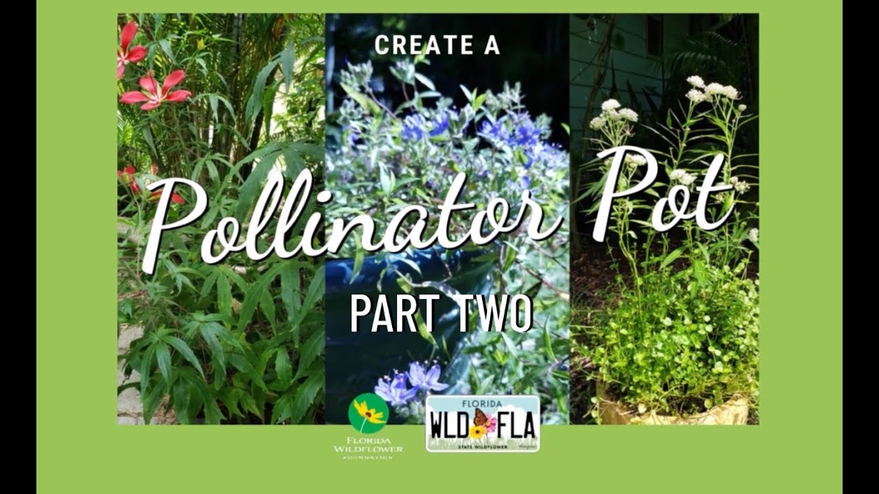 Create a Pollinator Pot (part 2) - YouTube