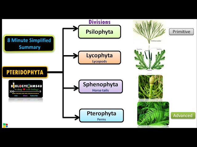 Pteridophytes Classification
