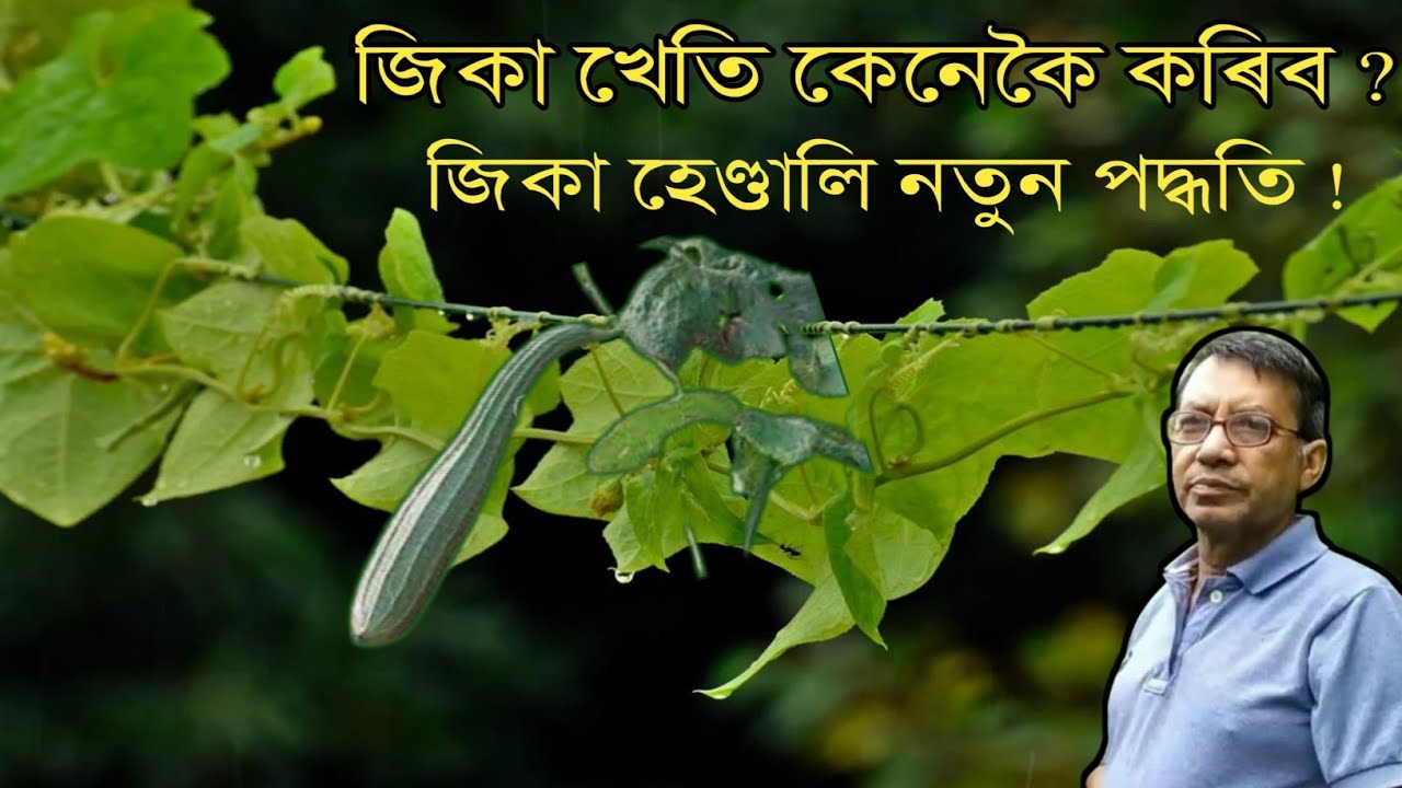 জিকা খেতি কেনেকৈ কৰিব ? ।। Jika kheti ।। জিকা খেতিৰ হেণ্ডালি দিয়া নতুন ...