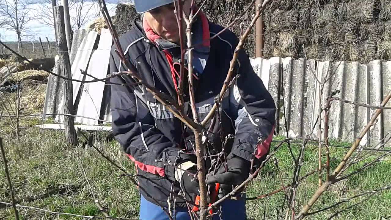 Uslužna rezidba voća-rezidba breskve - YouTube