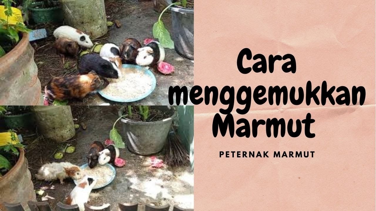 Cara menggemukkan Marmut - Peternak Marmut - YouTube